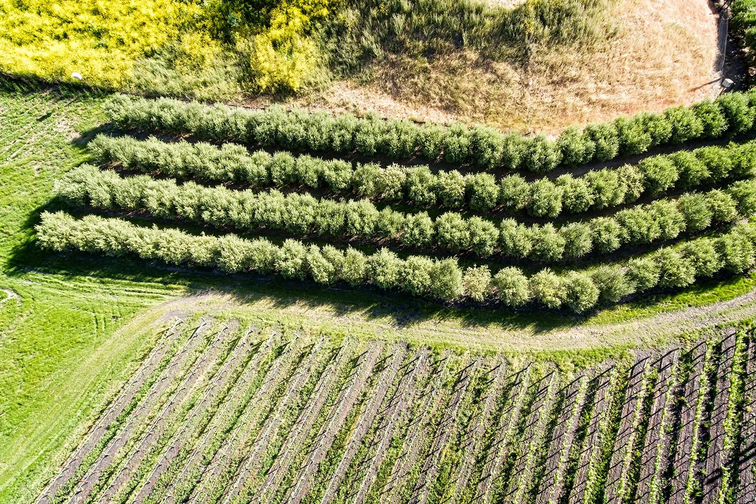 FAQ — Balestrieri Family Farm