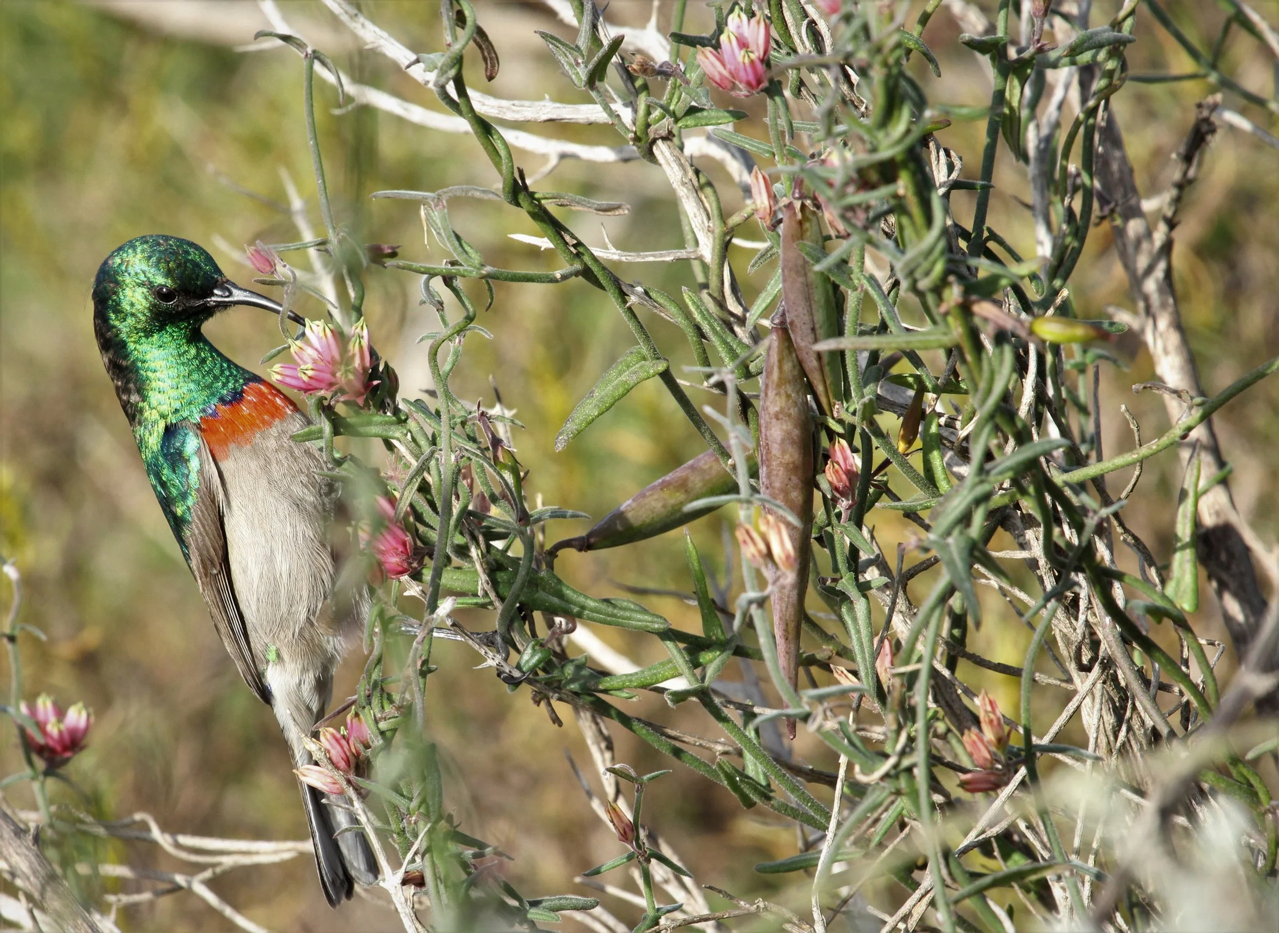 Conservation and preservation in the Last of the Renosterveld ...