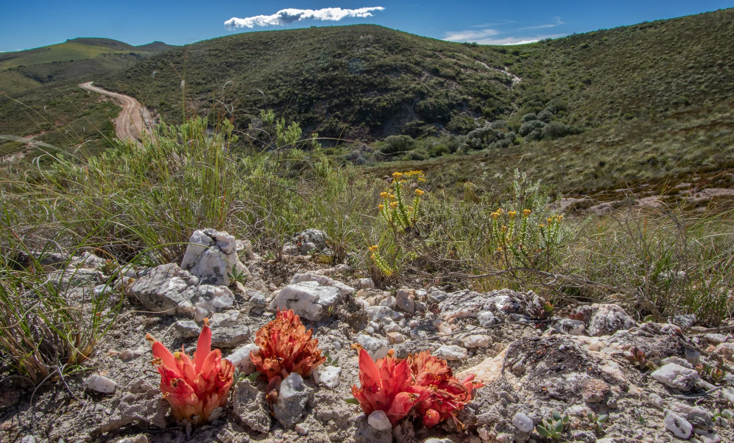 Saving South Africa's Renosterveld: A Critically Endangered Ecosystem ...