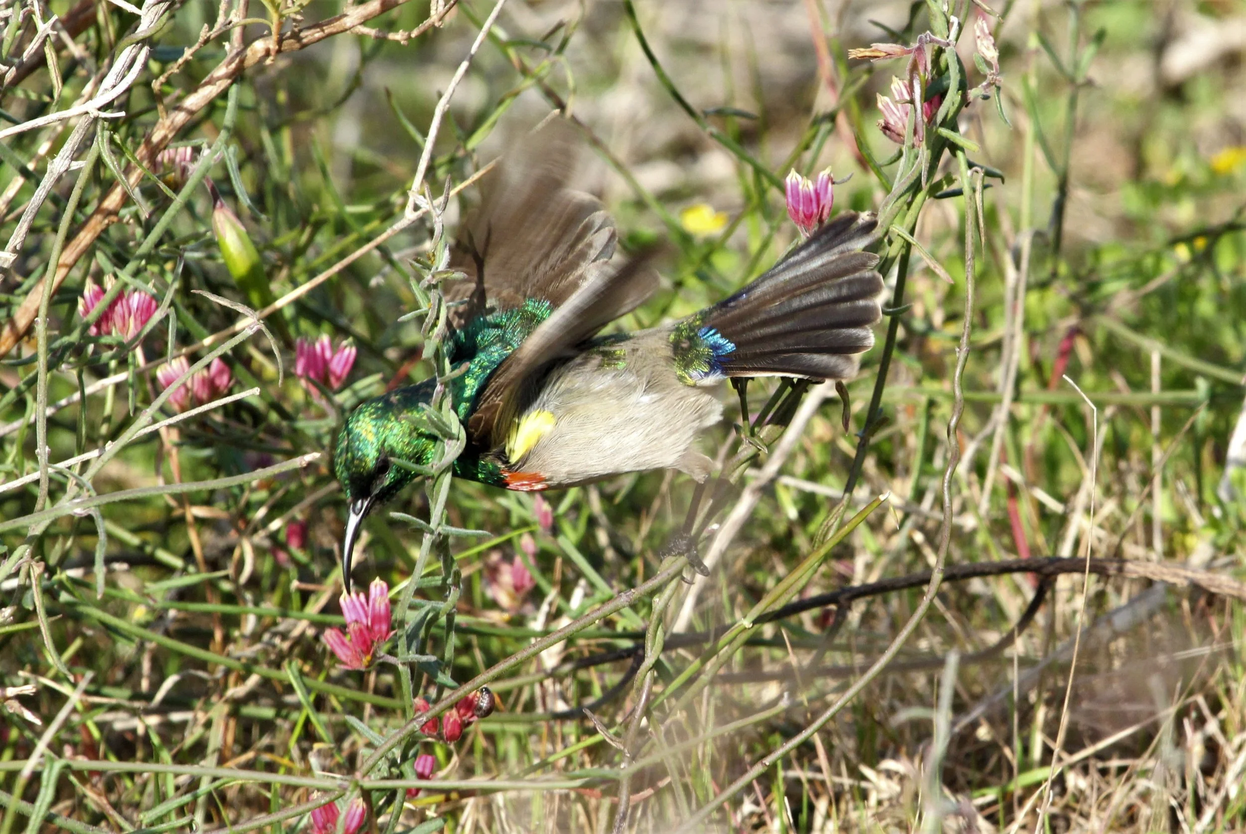 Laikipia Rhino Corridor | WildLandscapes International