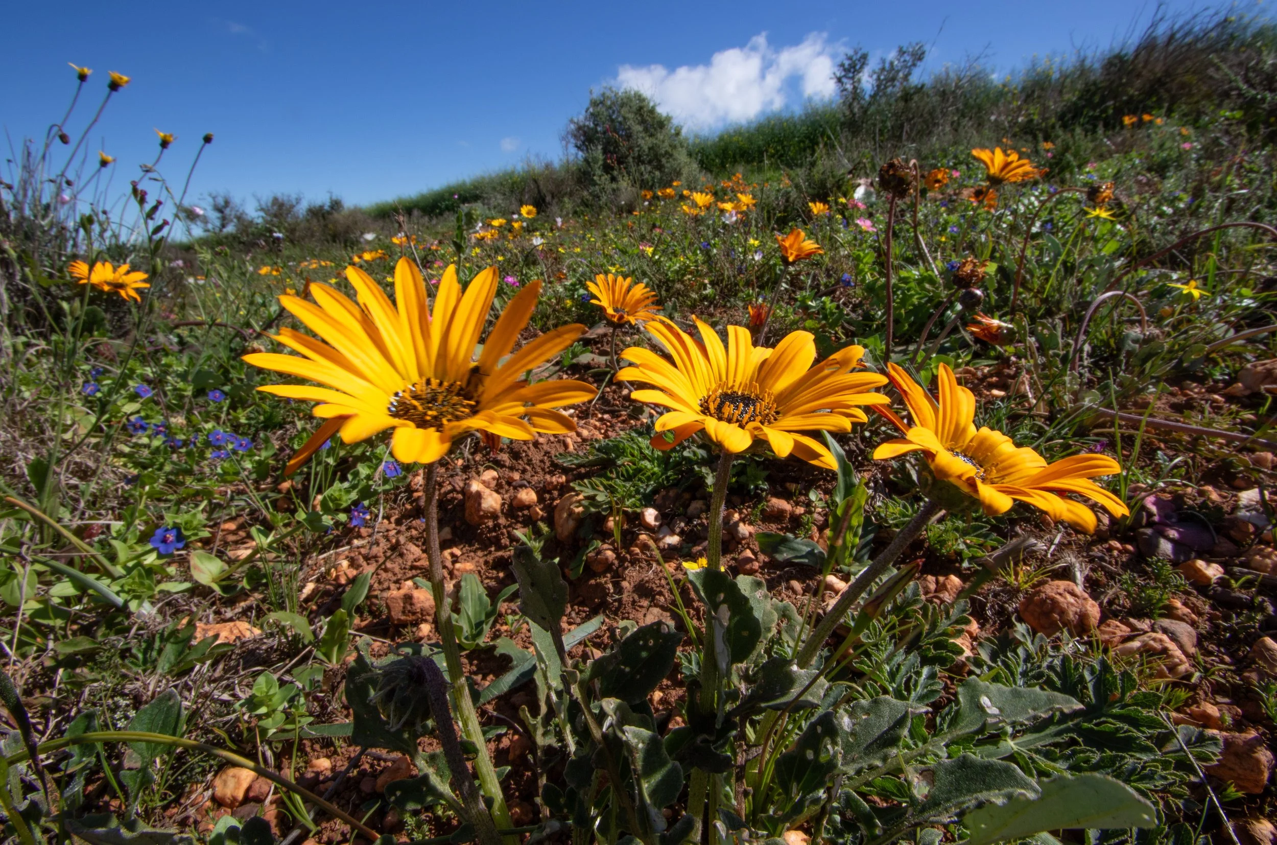 Saving South Africa's Renosterveld: A Critically Endangered Ecosystem ...