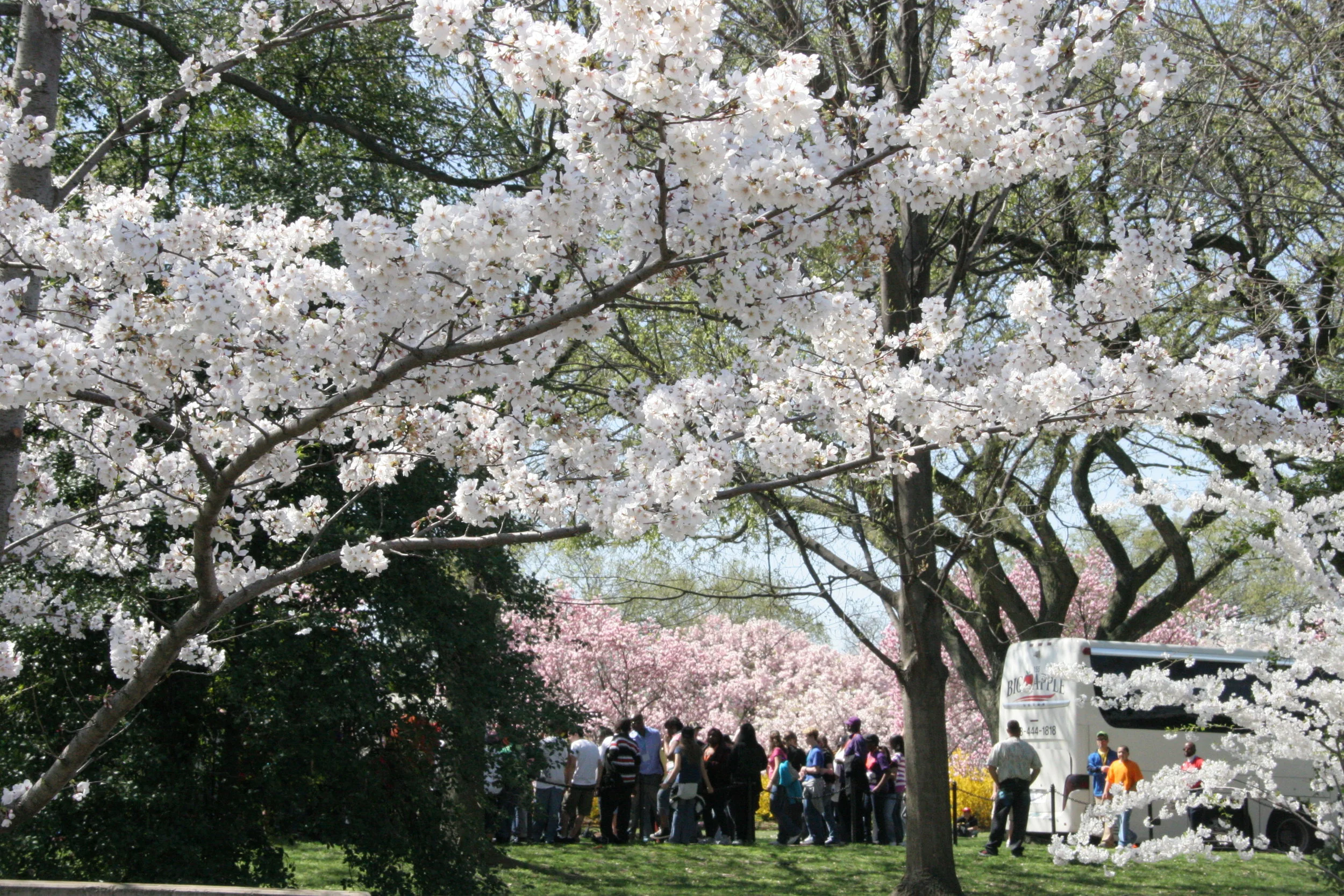 National Cherry Blossom Festival Tips and Tricks — Urban Atlas
