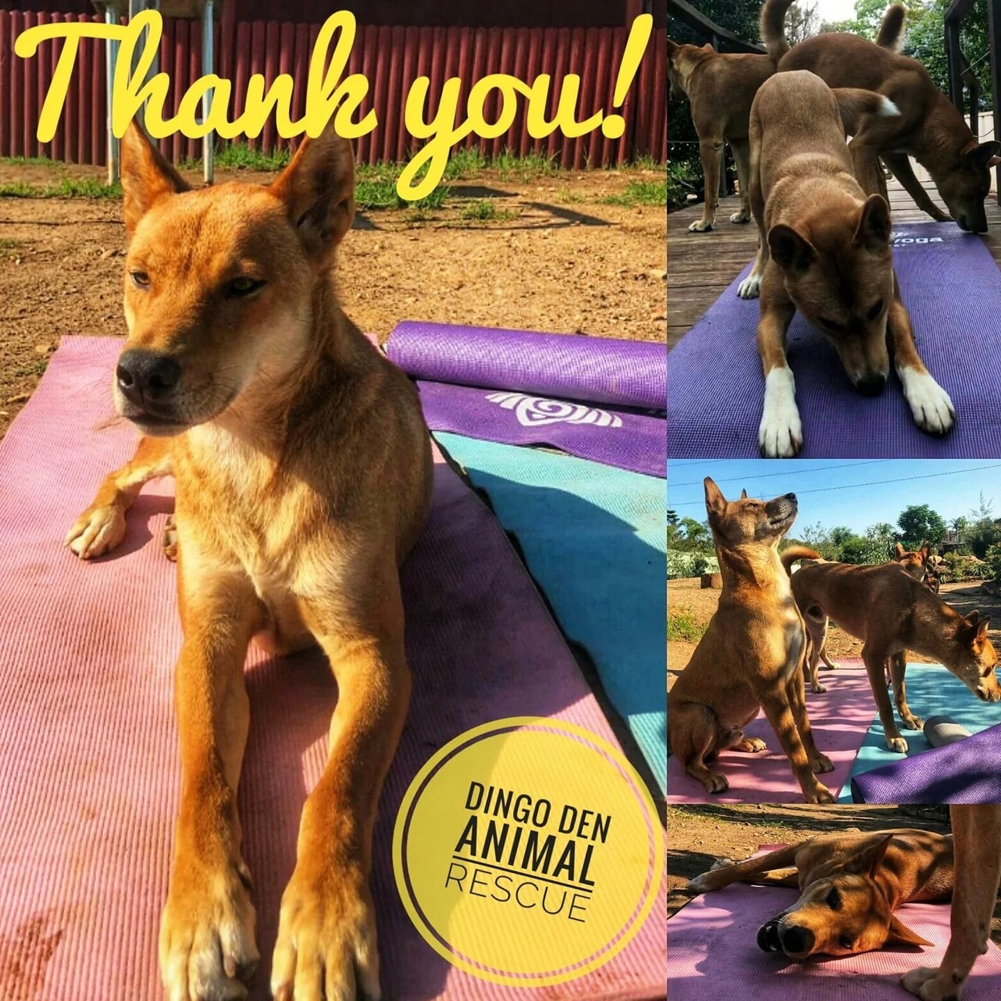 Supporting Animal Welfare: LovEarth's Contribution to Dingo Den Animal ...