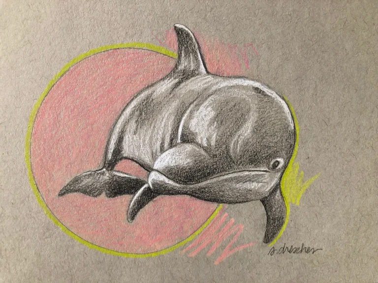 Studies — Sara Drescher