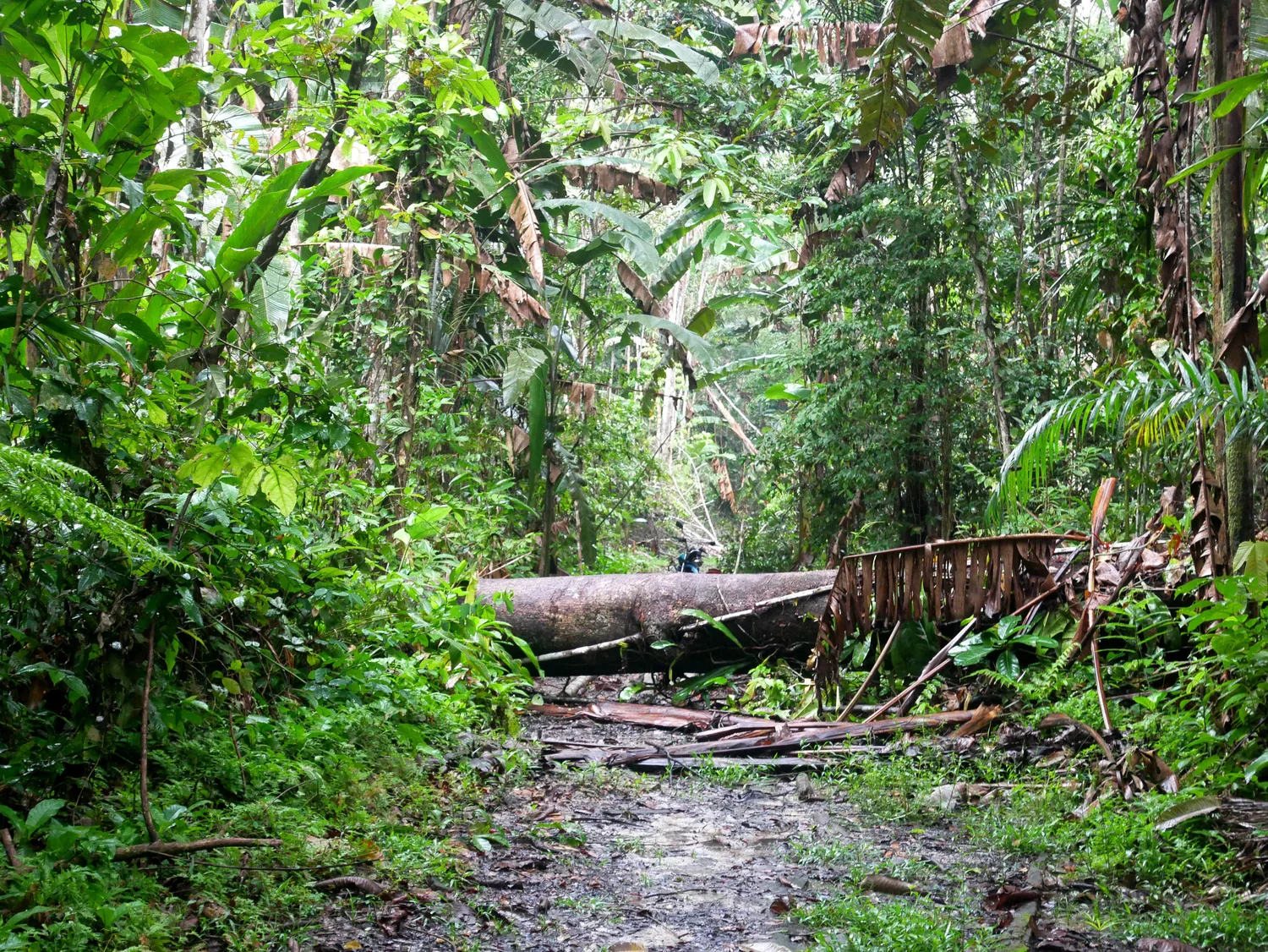 What it's Really Like to Trek the Amazon Rainforest — The Beauty Backpacker