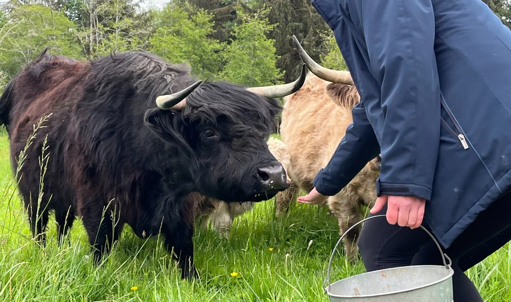 Livestock — Blackberry Bog Farm