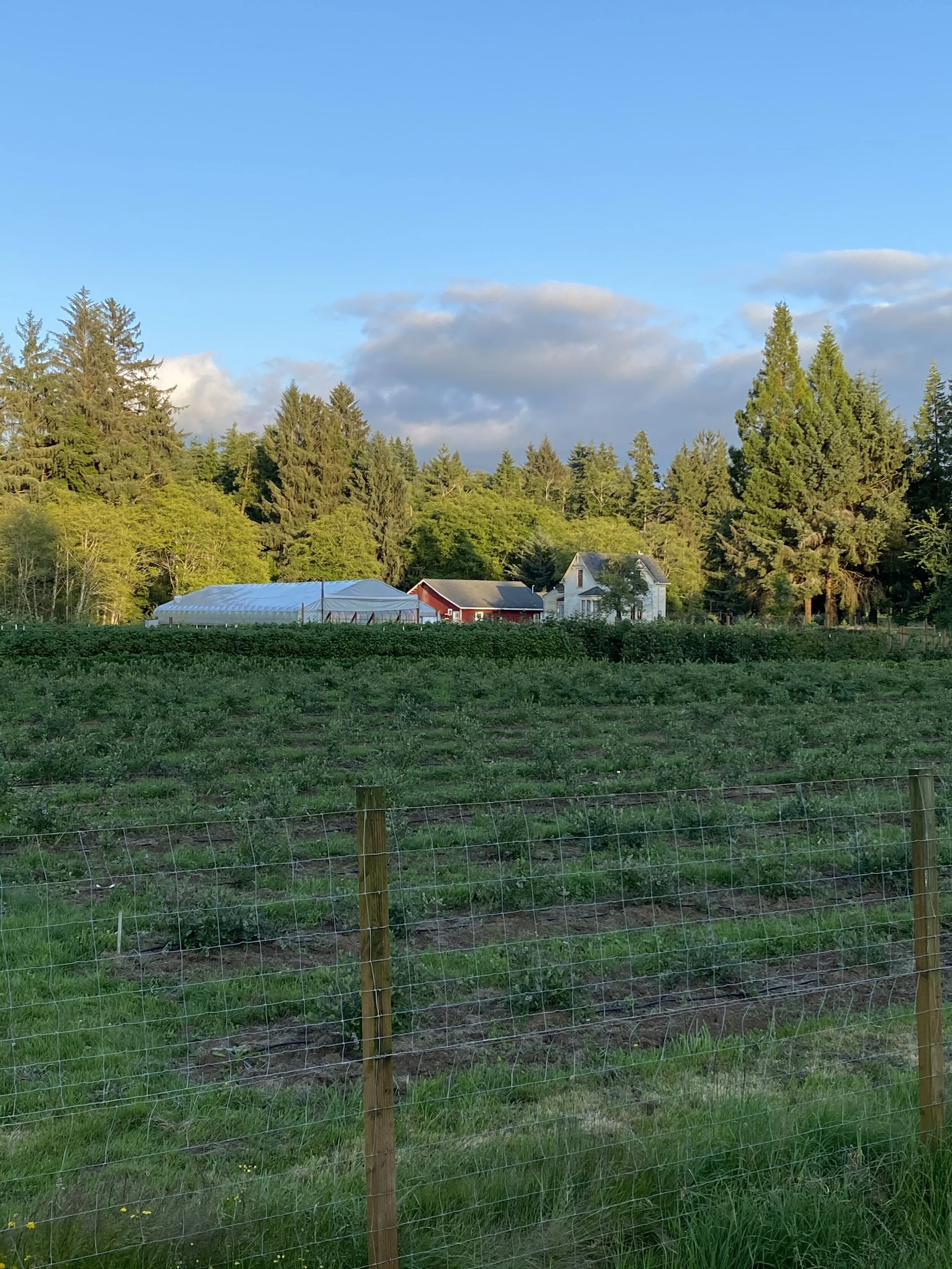 Blackberry Bog Farm