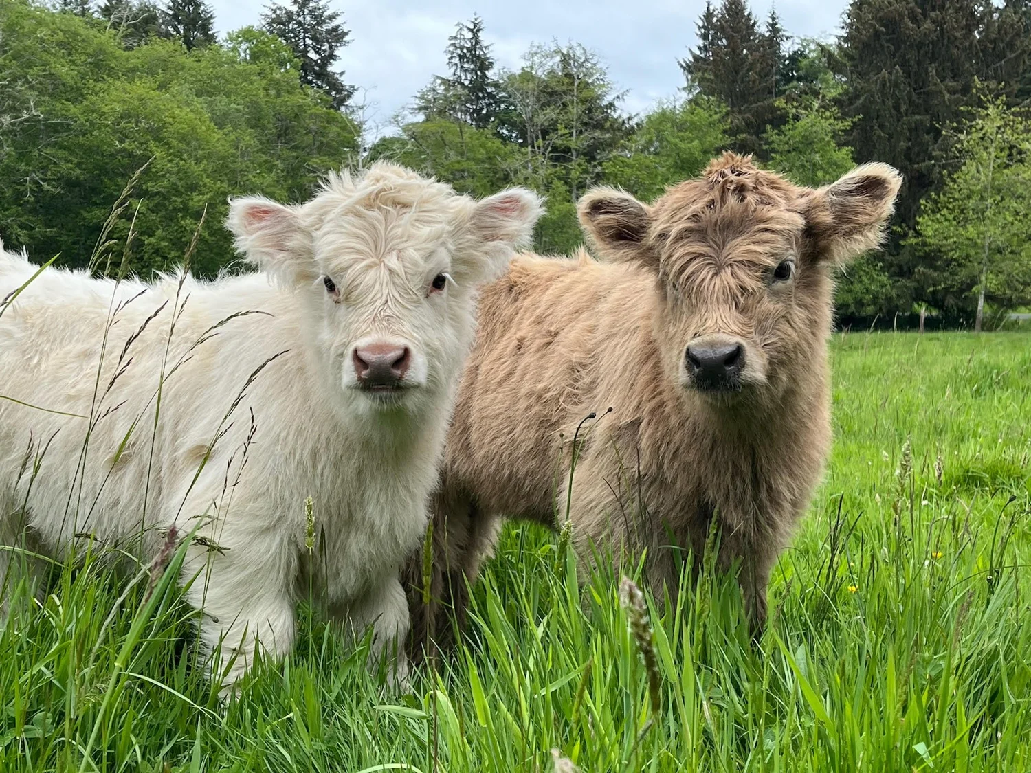 Blackberry Bog Farm