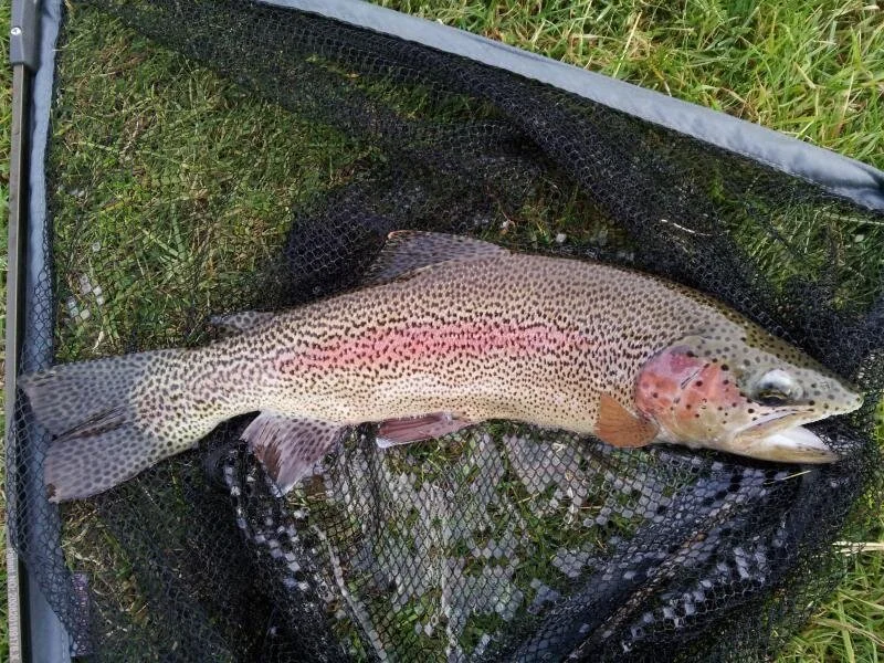 Chalk stream fishing in Northern England — Charley May Fly Fishing