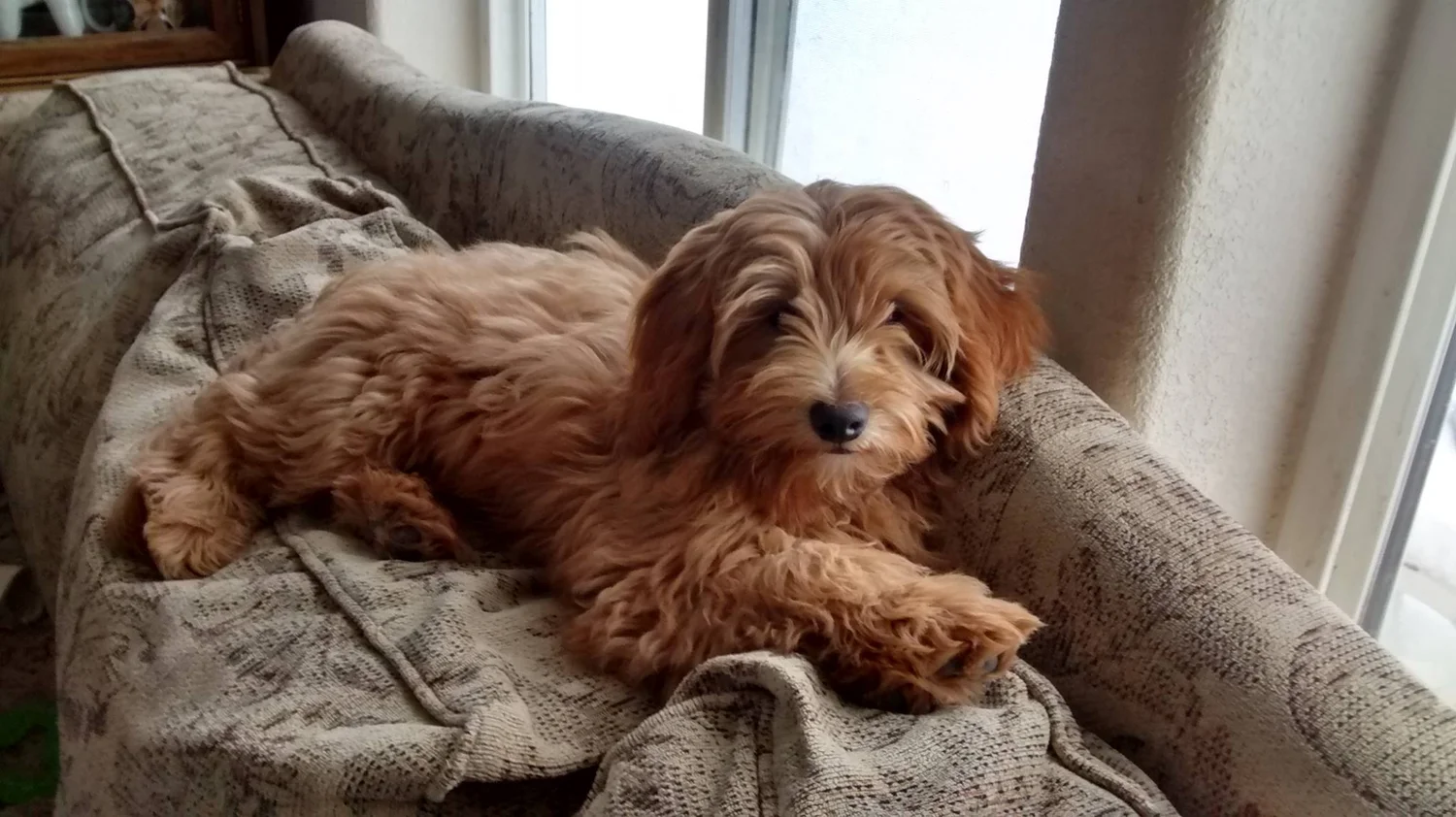 Toy Cavapoos & Cavapoo Puppies in Montana | Deb’s Doodles — Deb's ...