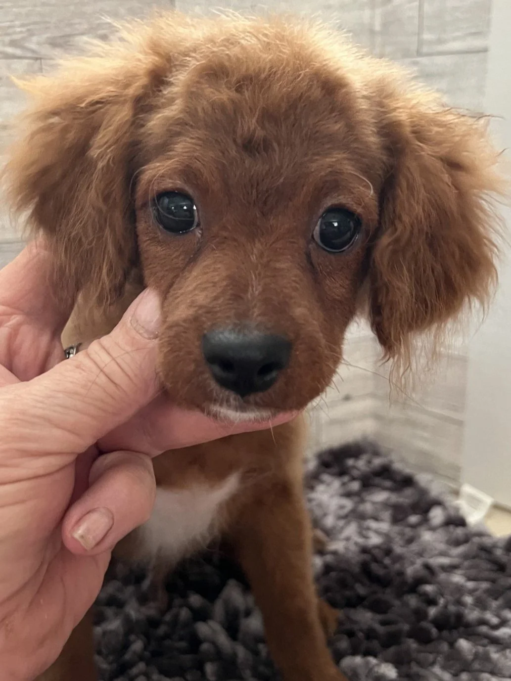 F1 Cavapoo Puppies For Sale In Montana - Debs Doodles — Deb's Doodles ...