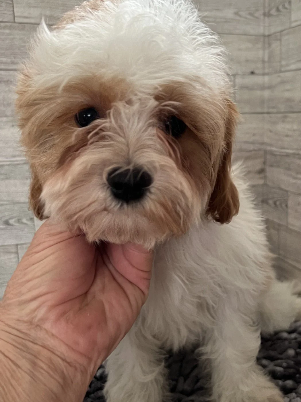 rosie male one has a soft non shedding coat, he is a small boy and will ...