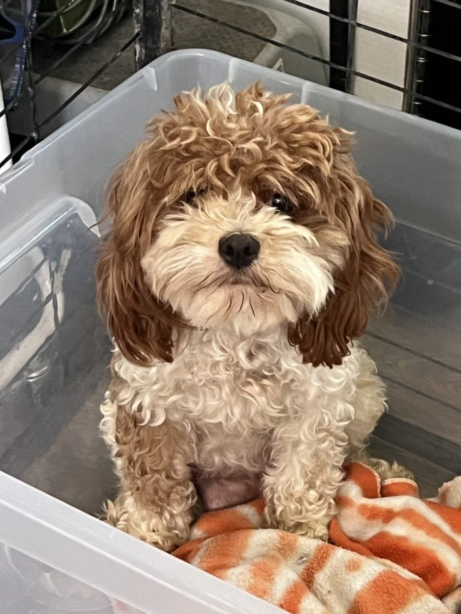 F1 Cavapoo Puppies For Sale In Montana - Debs Doodles — Deb's Doodles ...