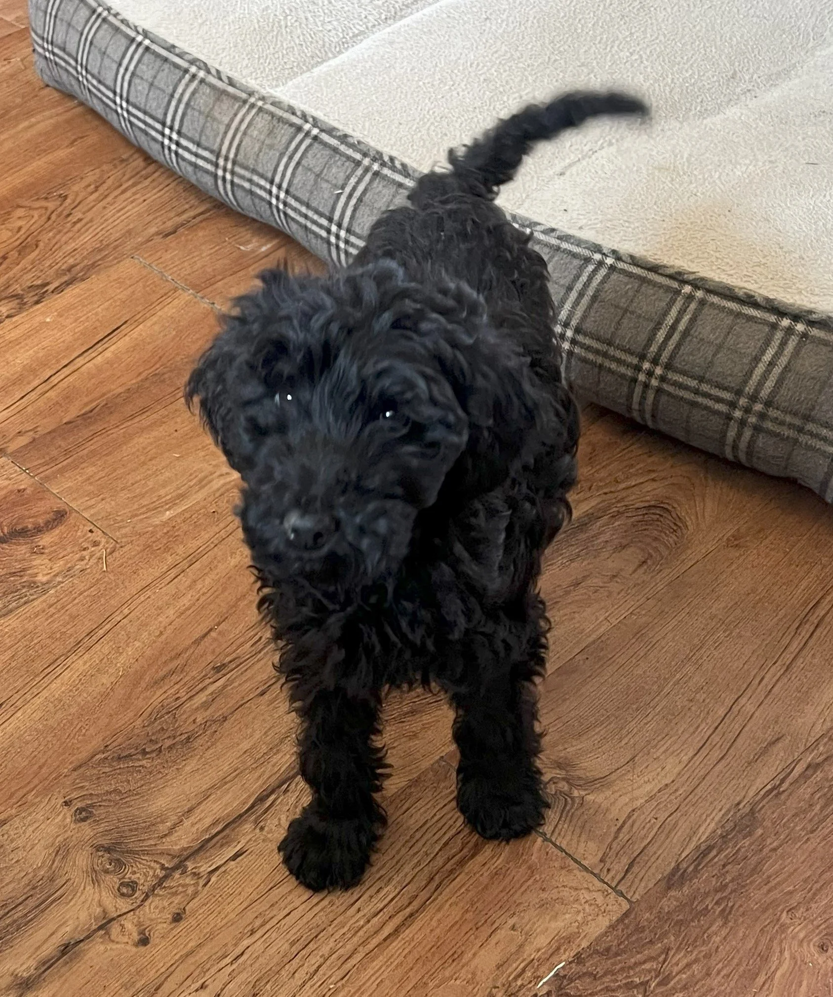 Giant Schnoodle Puppies for Sale in Montana | Deb's Doodles — Deb's ...