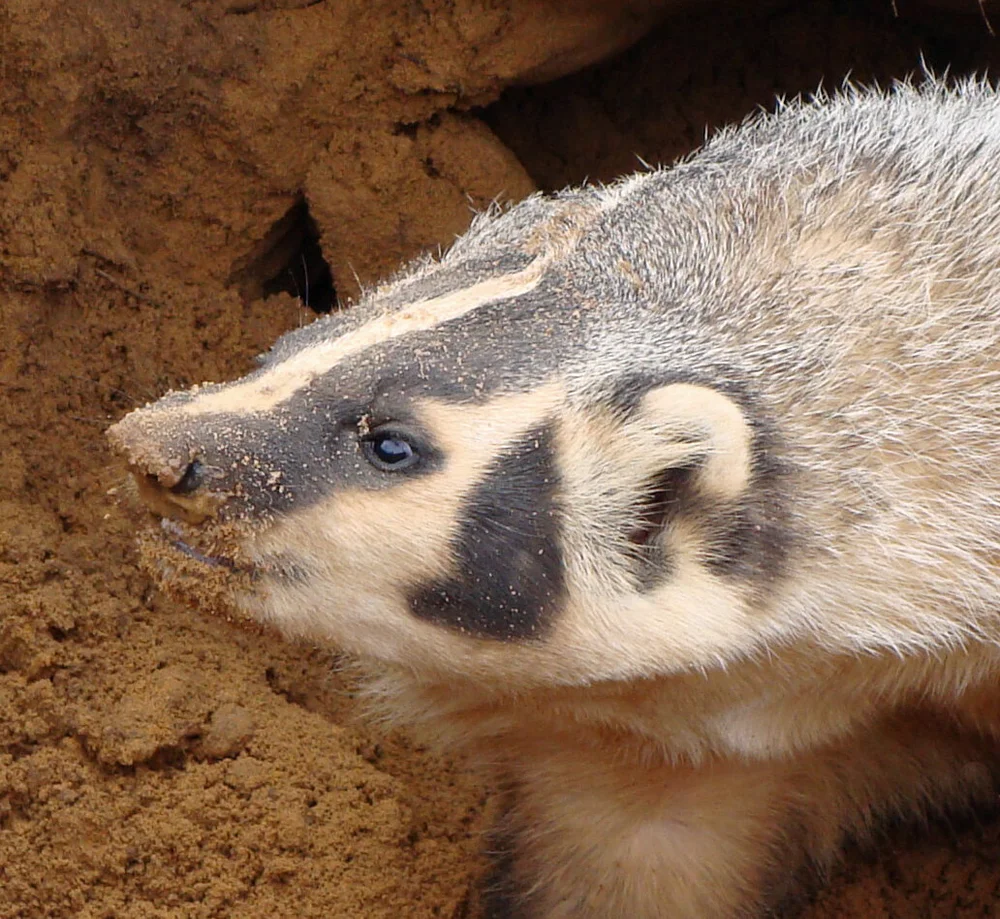 Wildlife Watching Wednesday: Badgers Are Diggers — Global Outdoors Blog