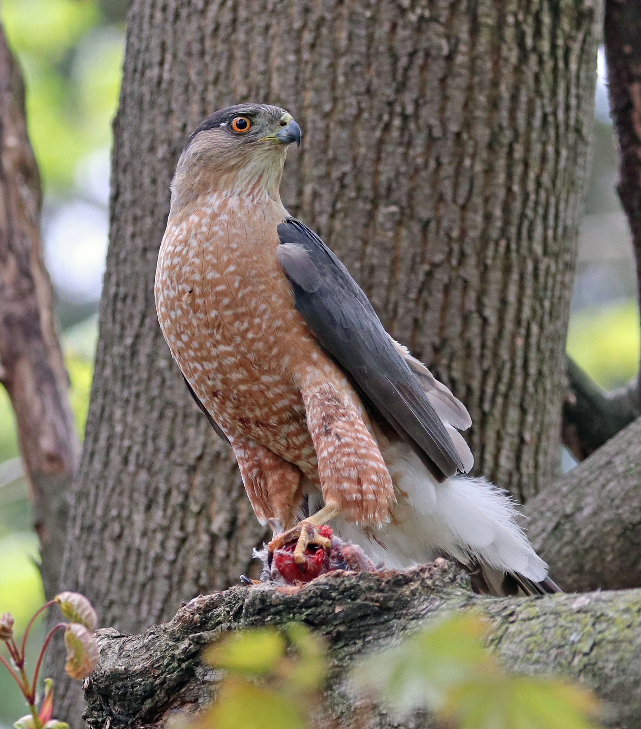 Wildlife Watching Wednesday: Backyard Cooper’s Hawks — Global Outdoors Blog