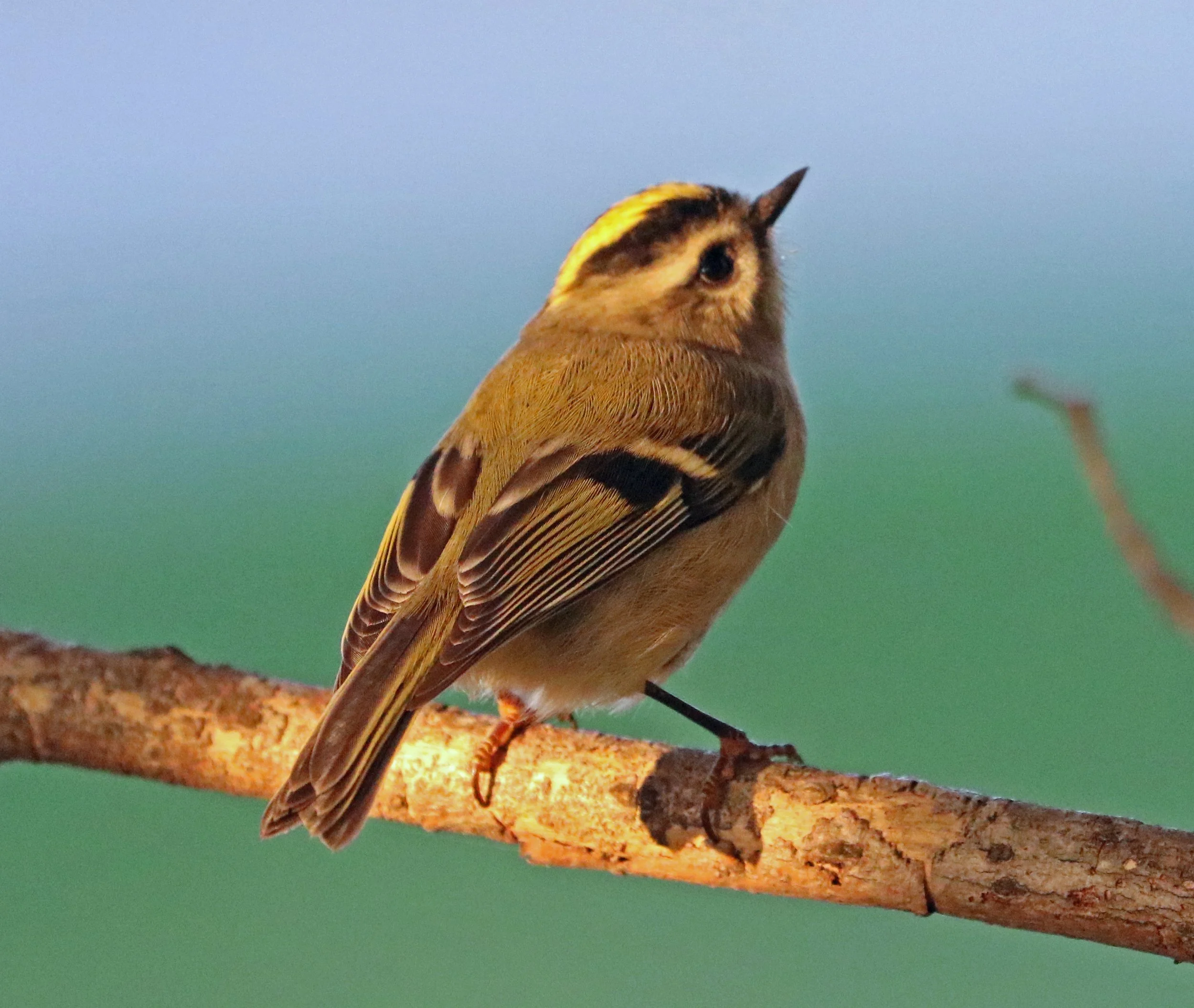 Golden Crowned Kinglet