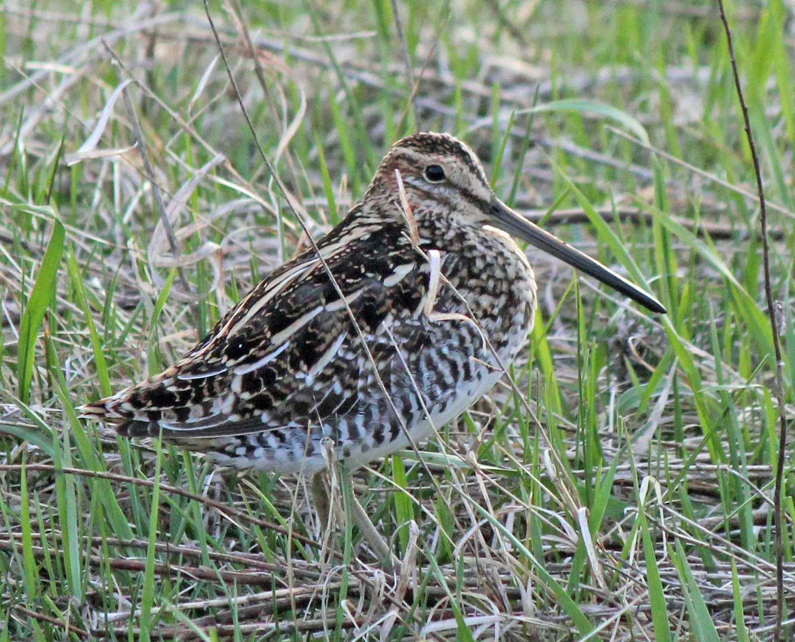 Wildlife Watching Wednesday: The Unusual Wilson’s Snipe — Global ...