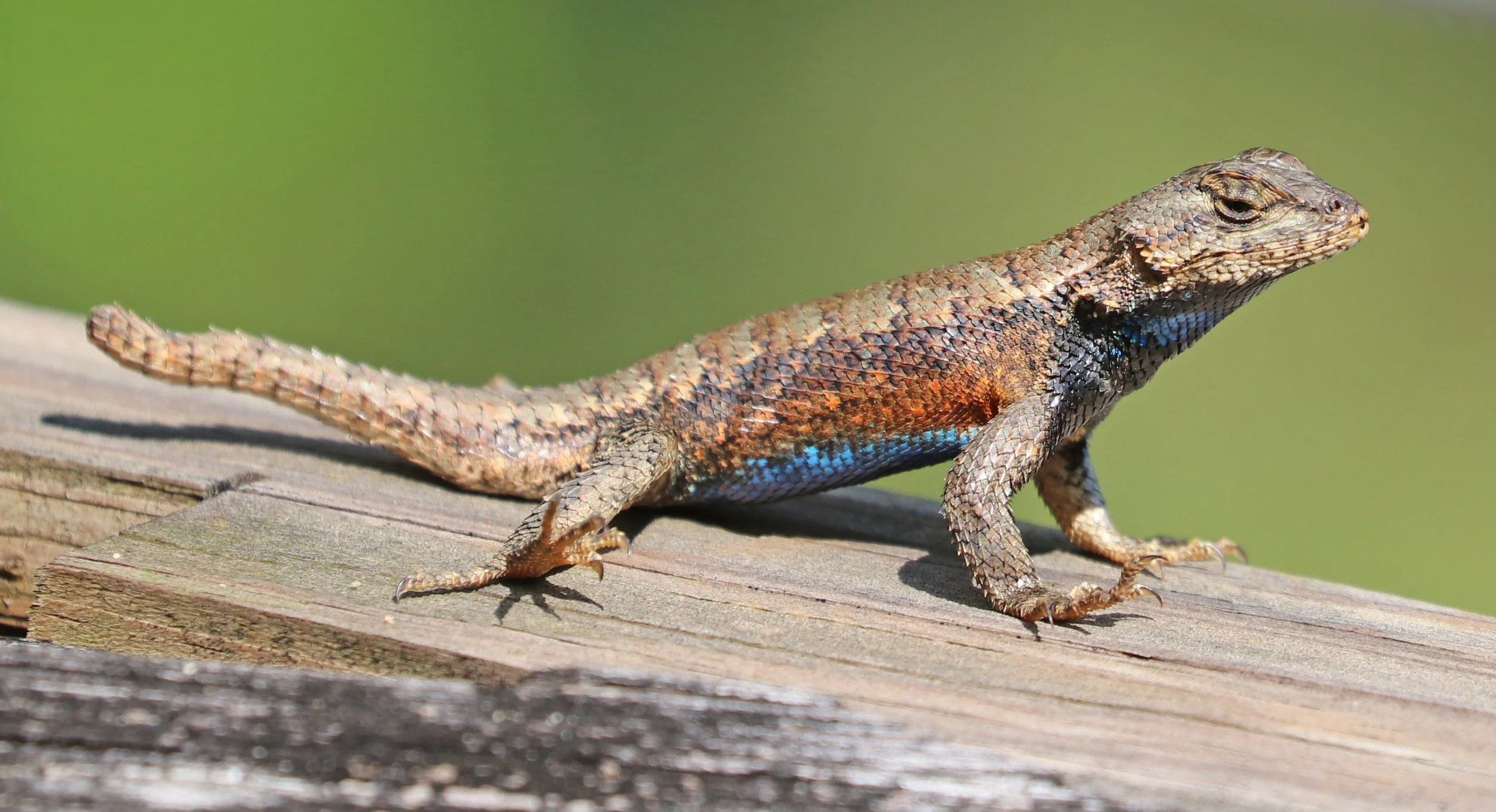 Baby Eastern Fence Lizard