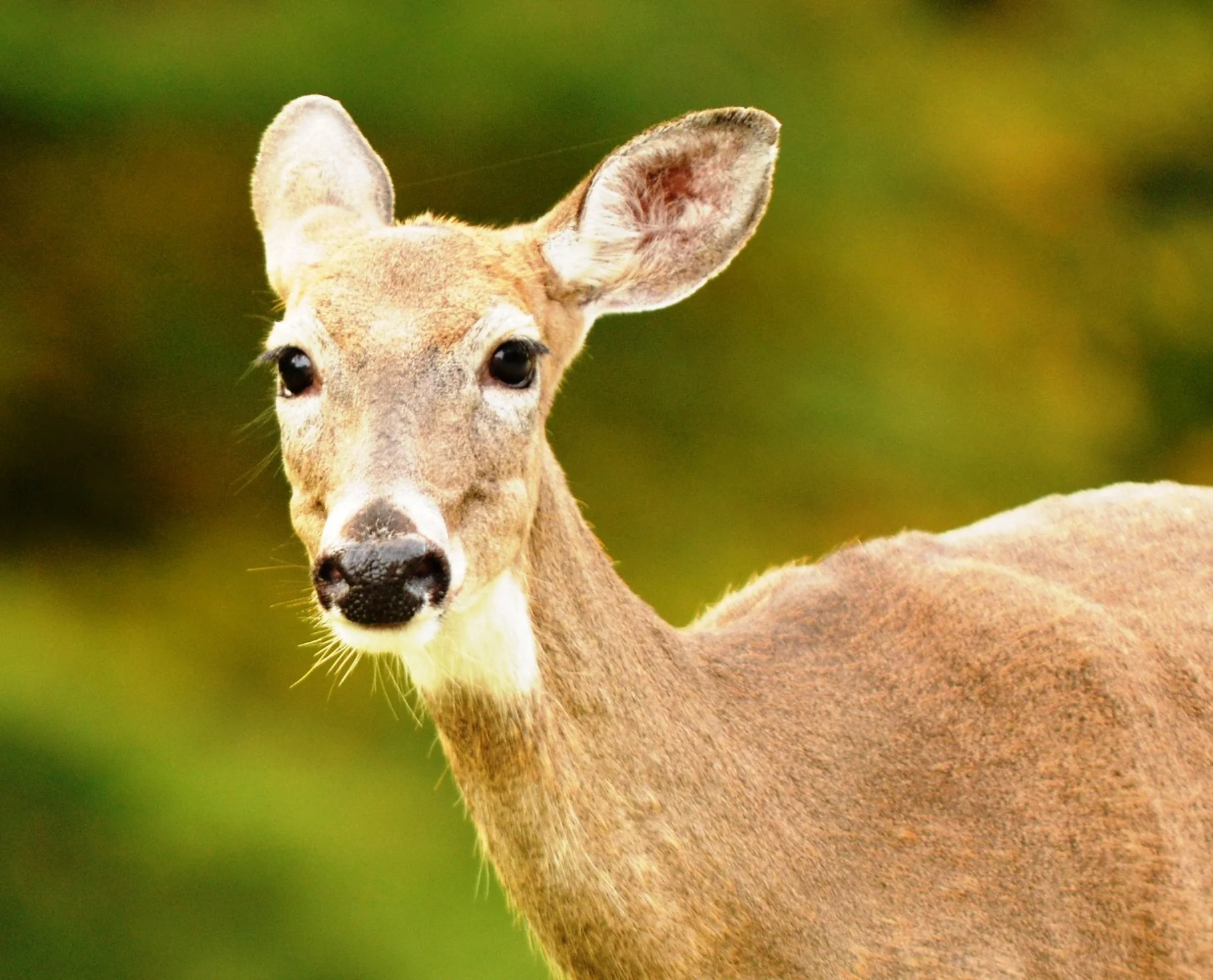 Five Grunt Call Tricks that Work — Global Outdoors Blog