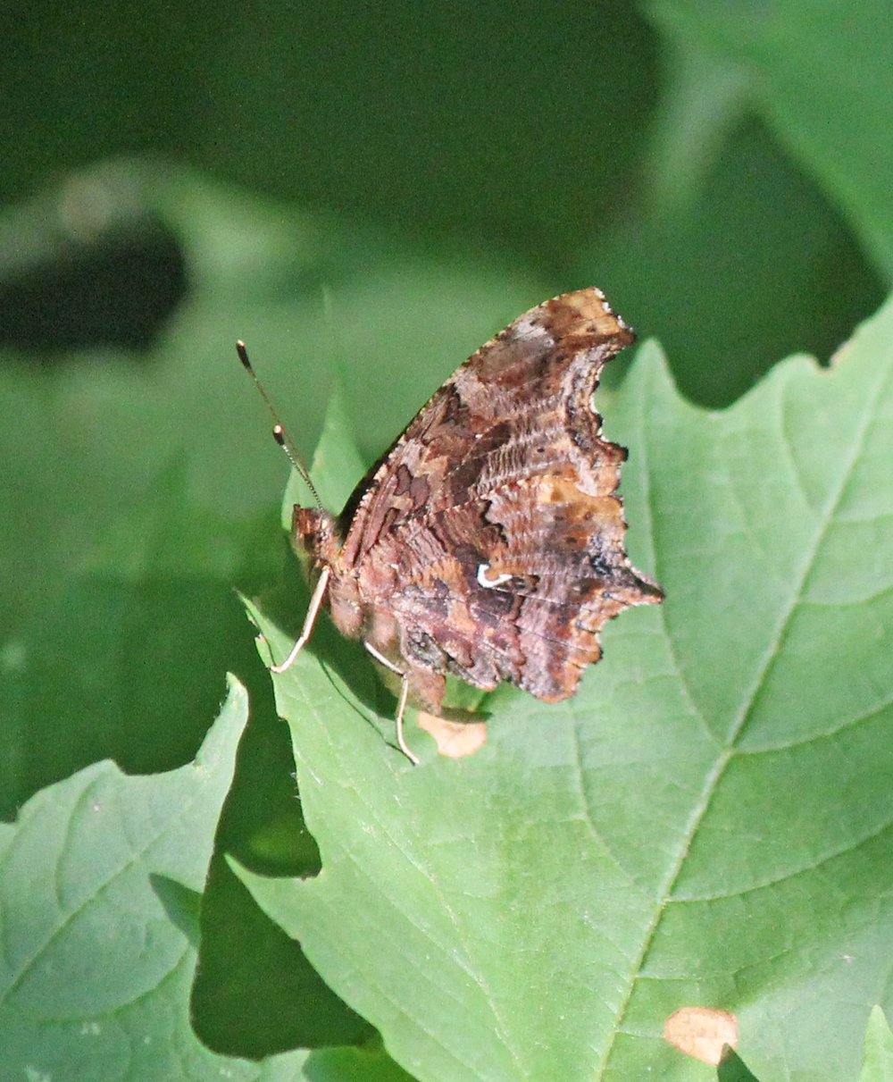 Wildlife Watching Wednesday: The Stunning Comma Butterfly — Global ...