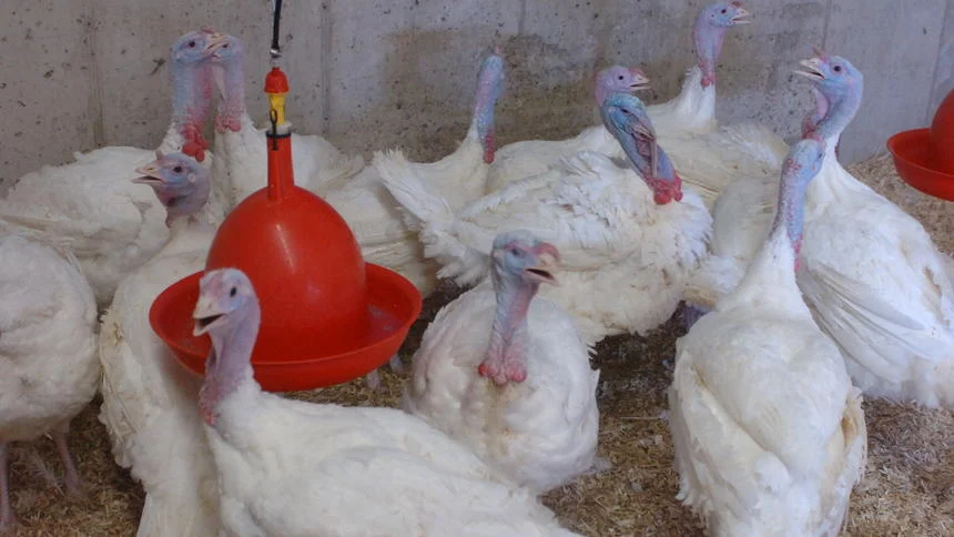 HOOSIER TURKEY FARMS — Your Indiana Turkey Farmers presents