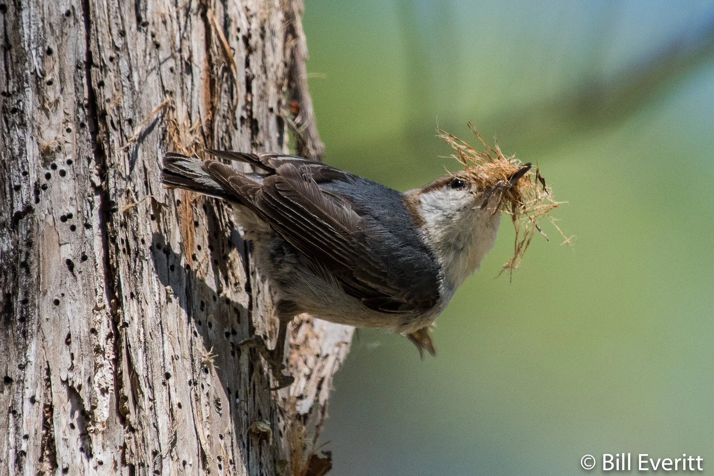 You're Getting Warmer: Climate Change and its Impacts on Local Birds ...
