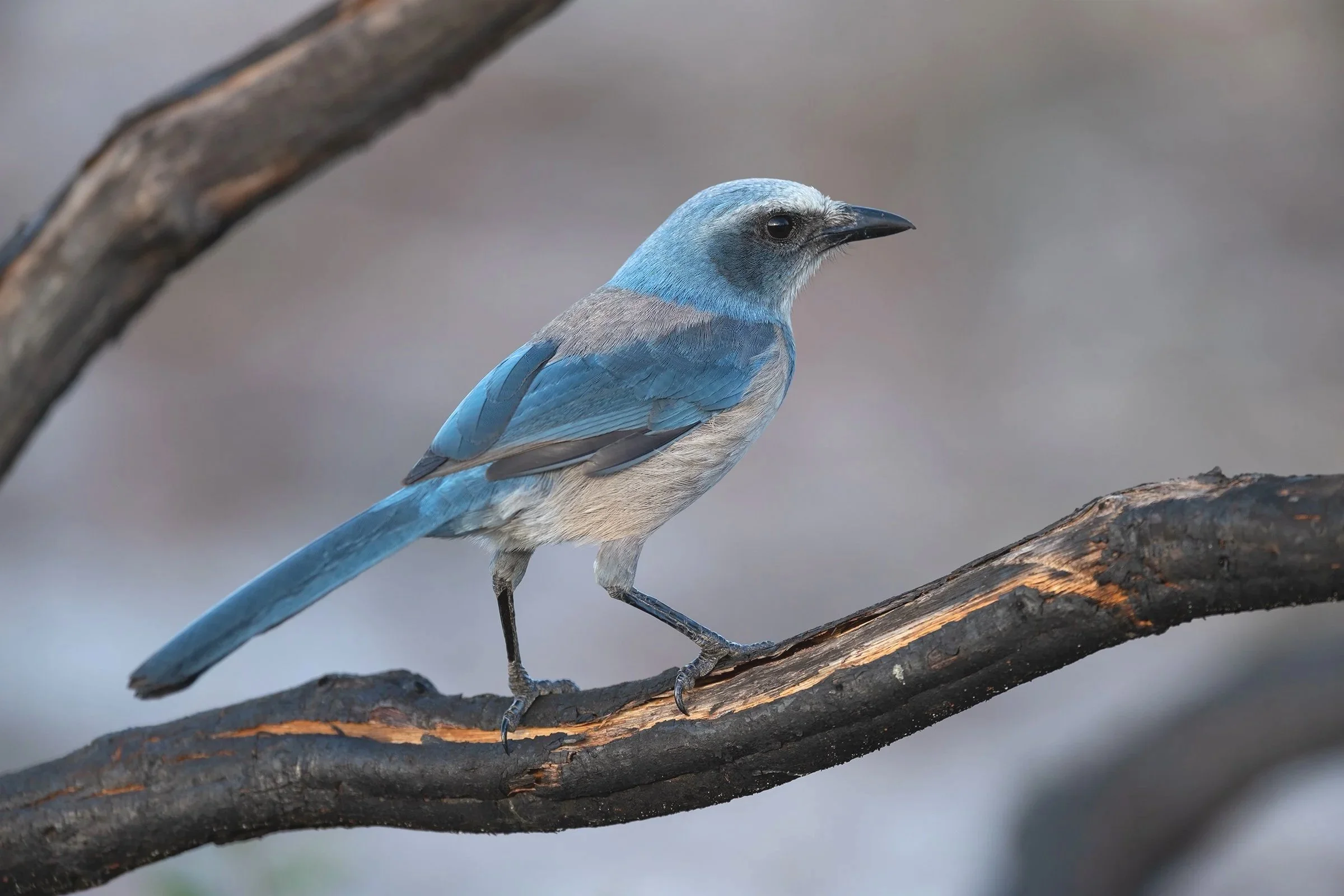 Florida Scrub Jay--Only in Florida, with Audrey deRose-Wilson ...