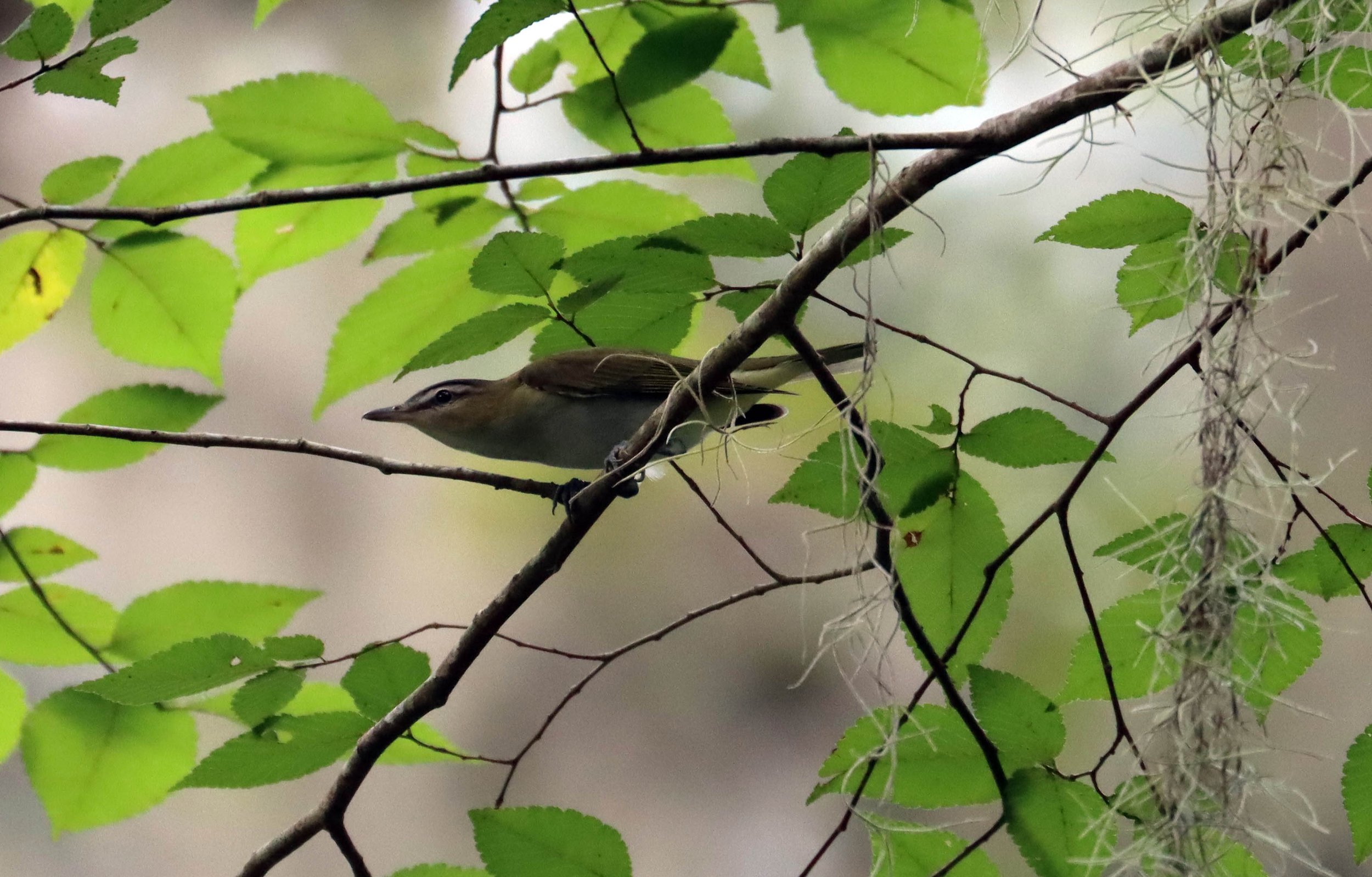 Paynes Prairie Field Trip Recap — Apalachee Audubon Society