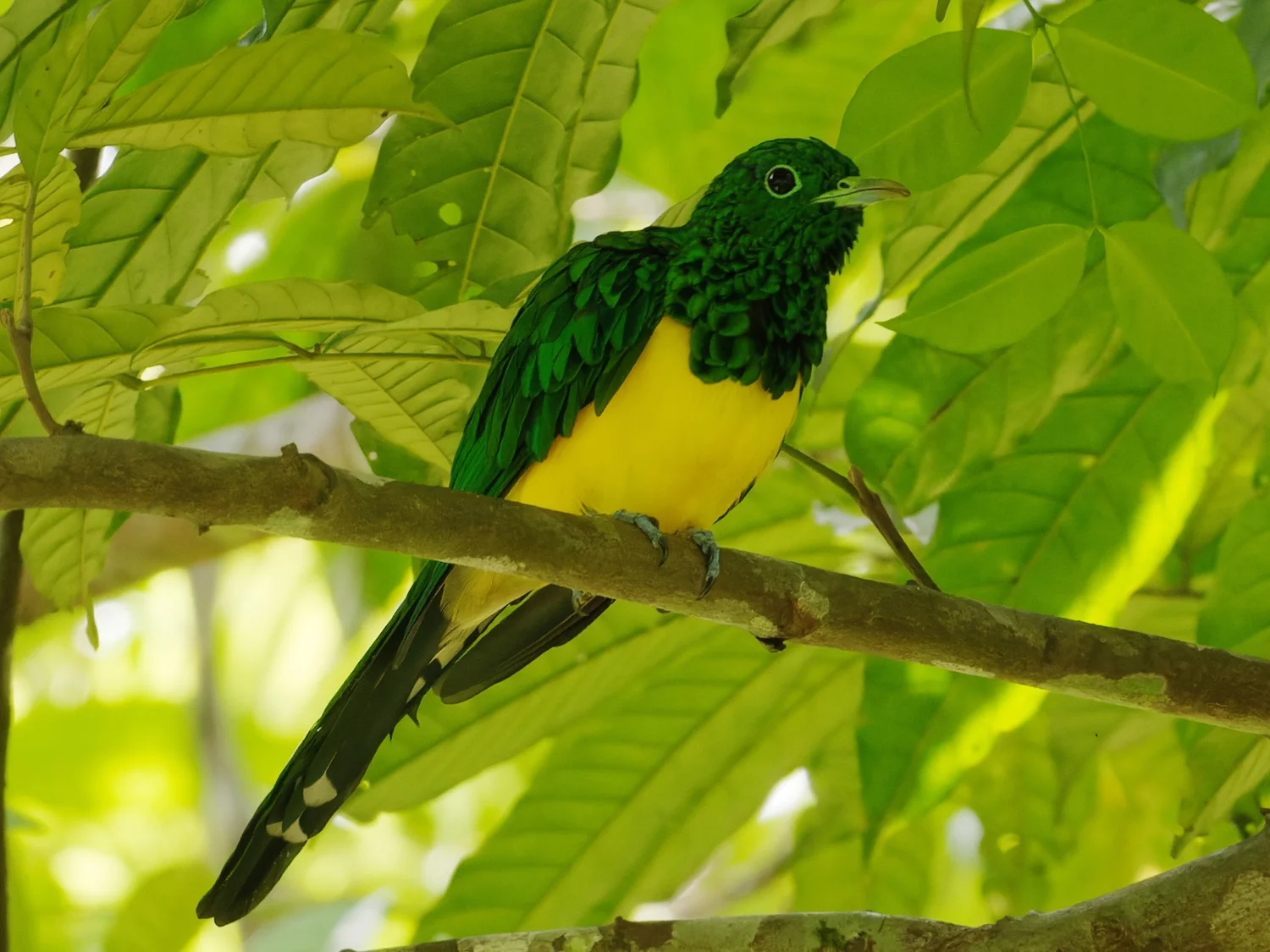 Winged Wonders of Ghana — Apalachee Audubon Society