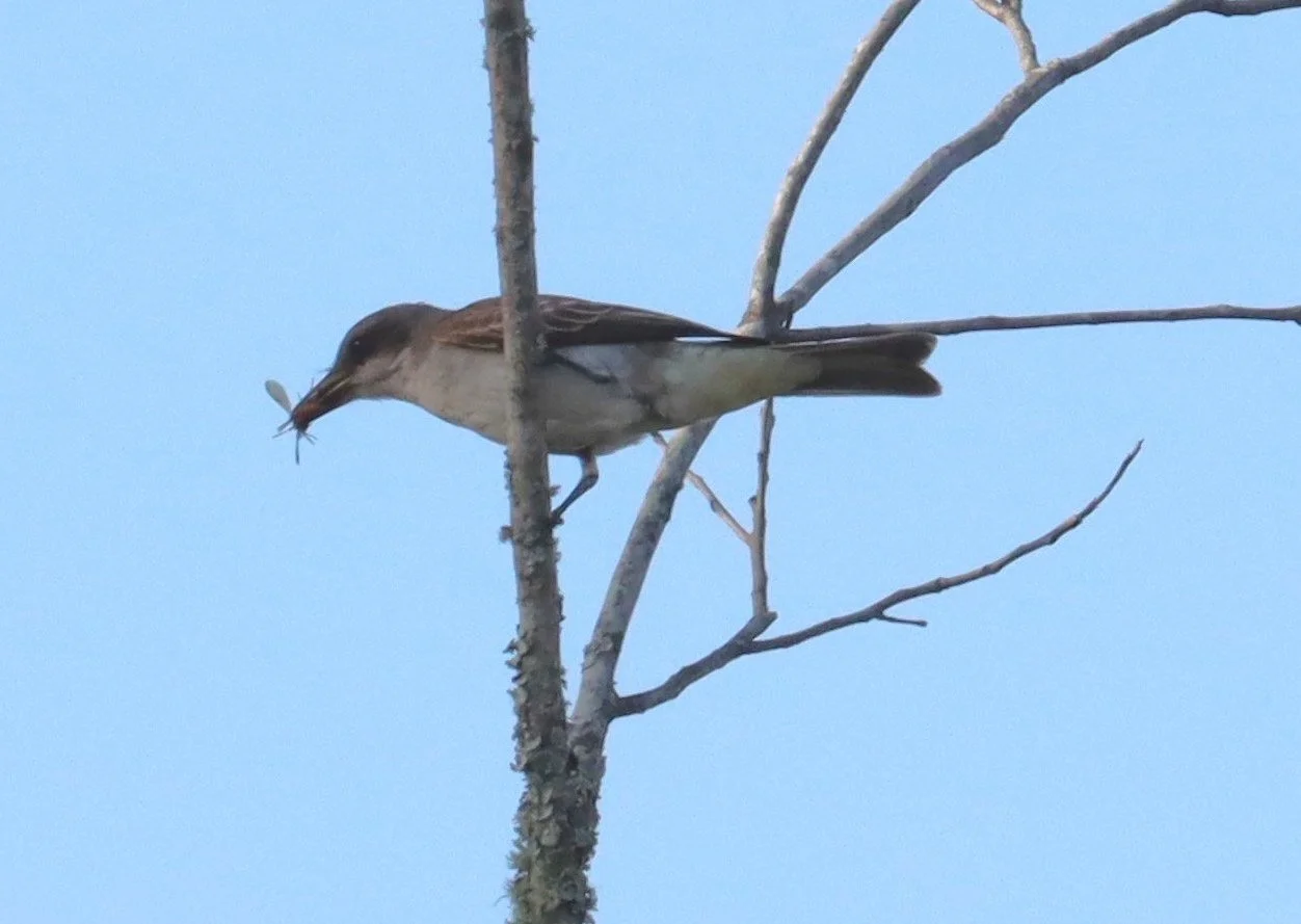 From the Tropics to the Couch - A Tale of Two Kingbirds, by Juli ...