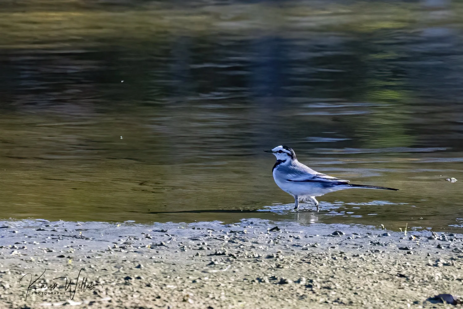 White Wagtail in Tallahassee! — Apalachee Audubon Society