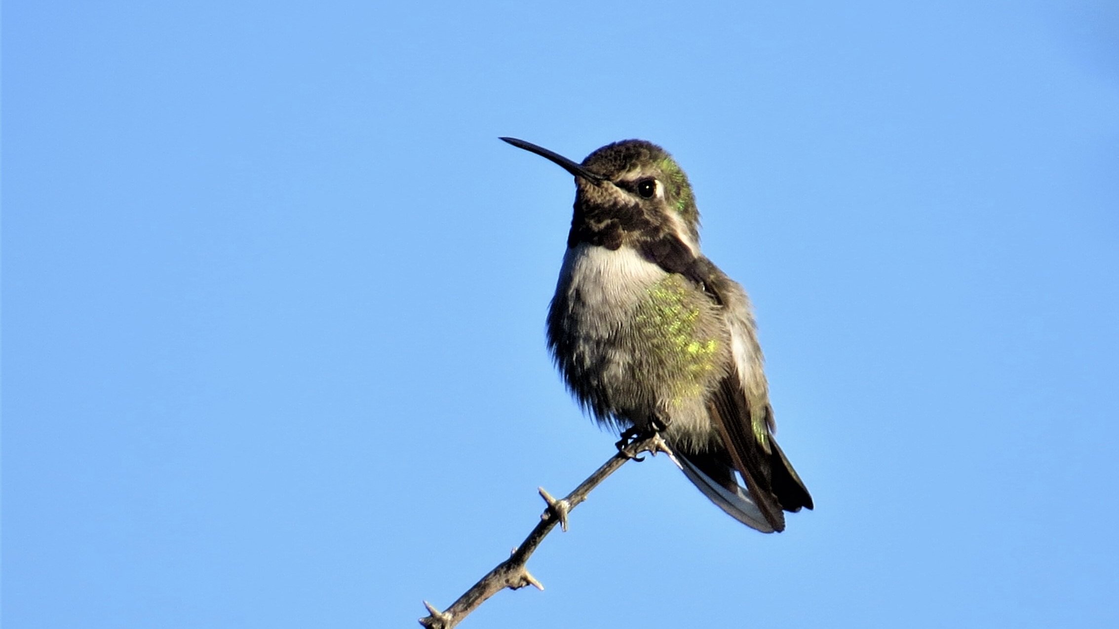 Report from Rose Canyon, Arizona, by Don Morrow — Apalachee Audubon Society