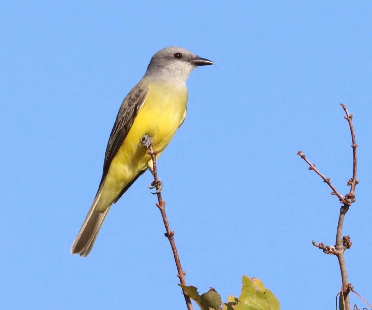 From the Tropics to the Couch - A Tale of Two Kingbirds, by Juli ...