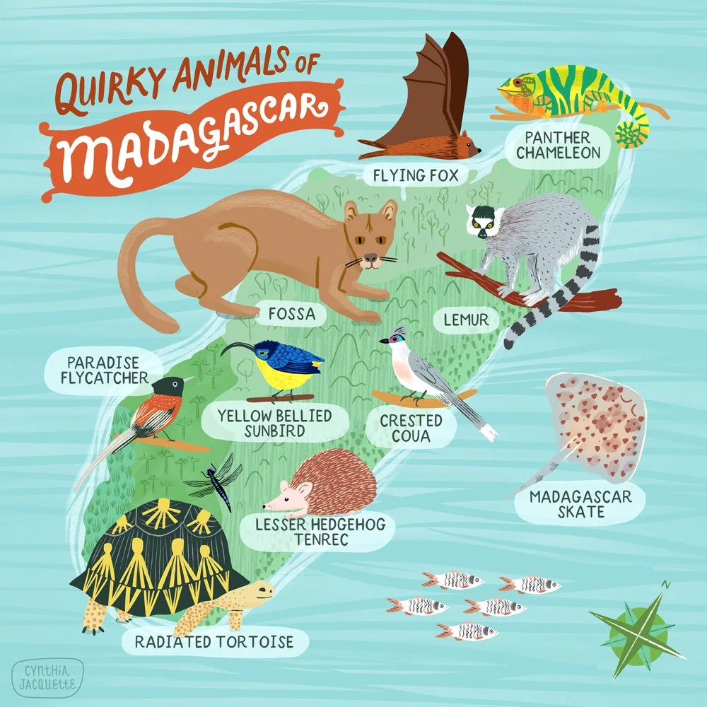 Quirky animals of Madagascar Map by Cynthia Jacquette — Cynthia ...