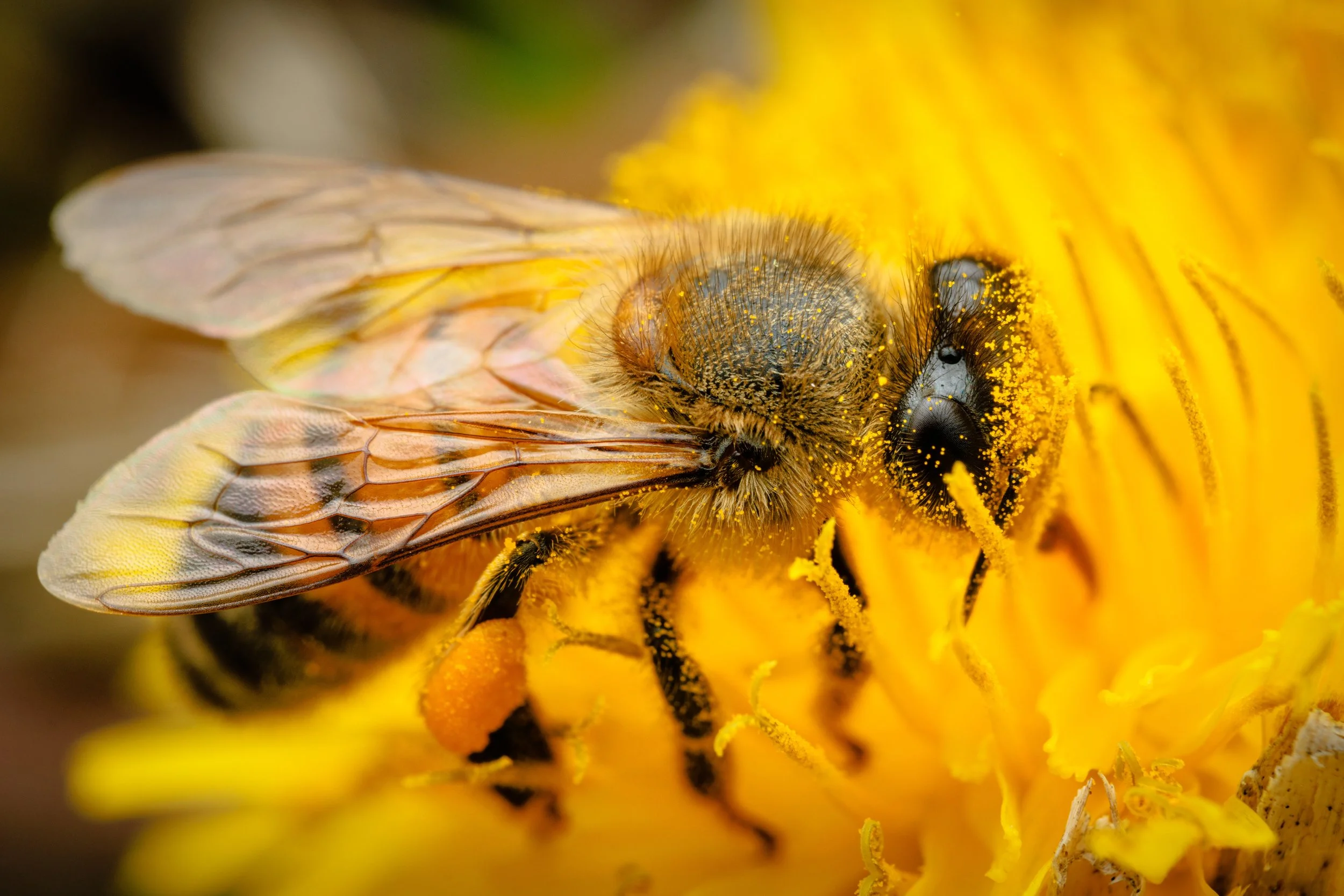 2nd Friday Norman Art Walk