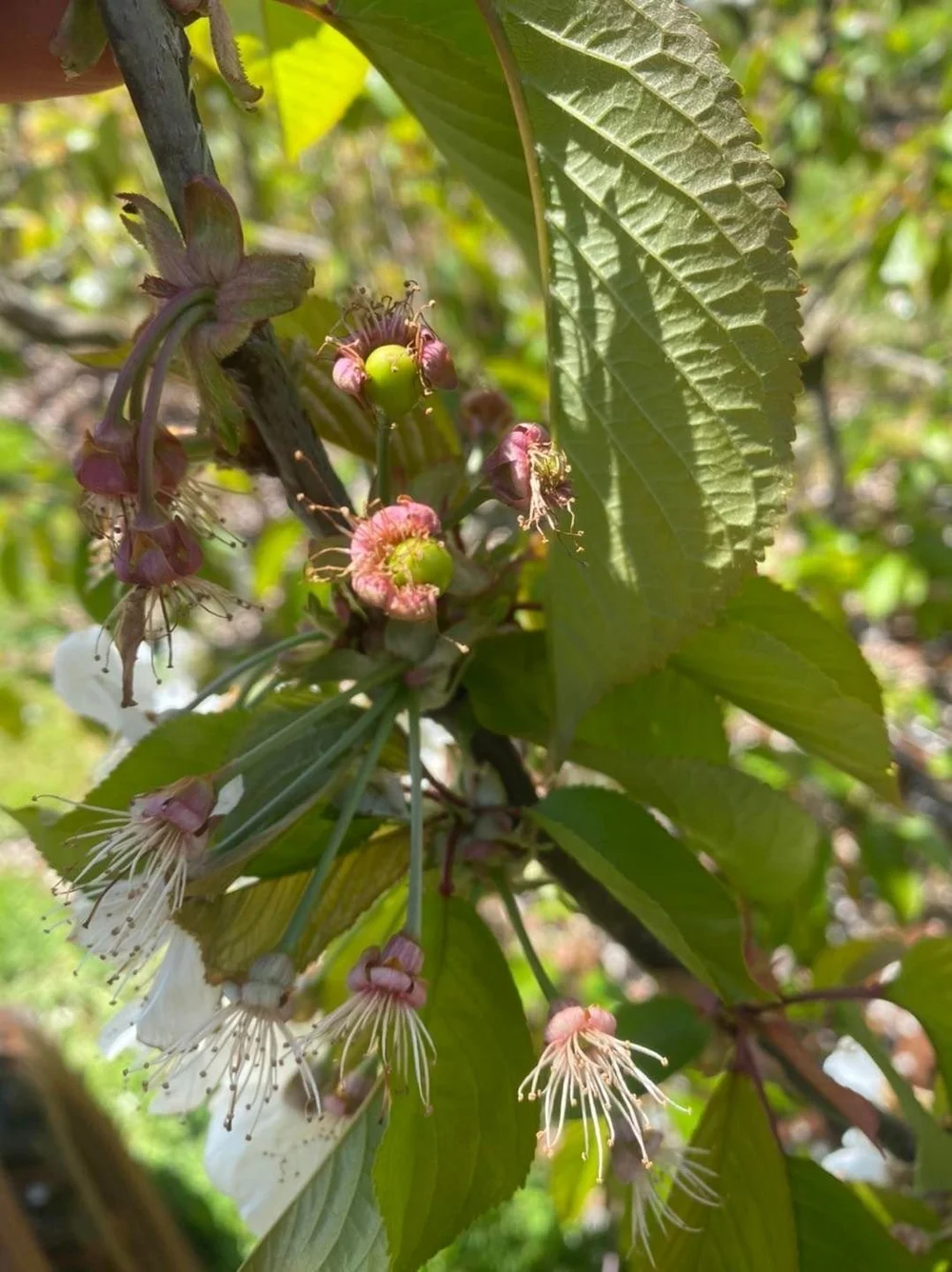Growth Stages — North Motton Cherries