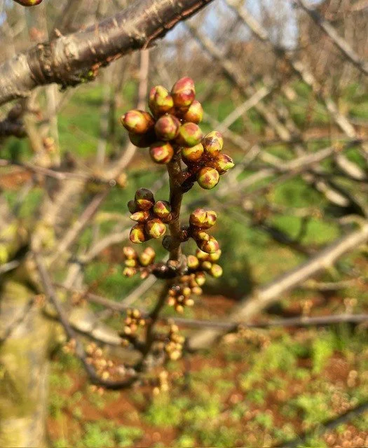 Growth Stages — North Motton Cherries
