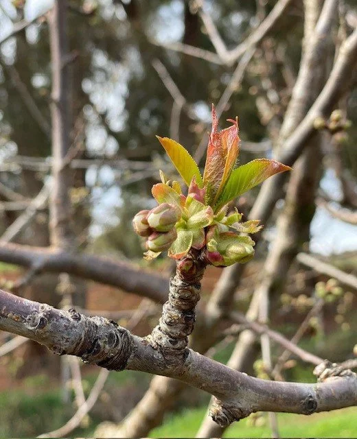 Growth Stages — North Motton Cherries