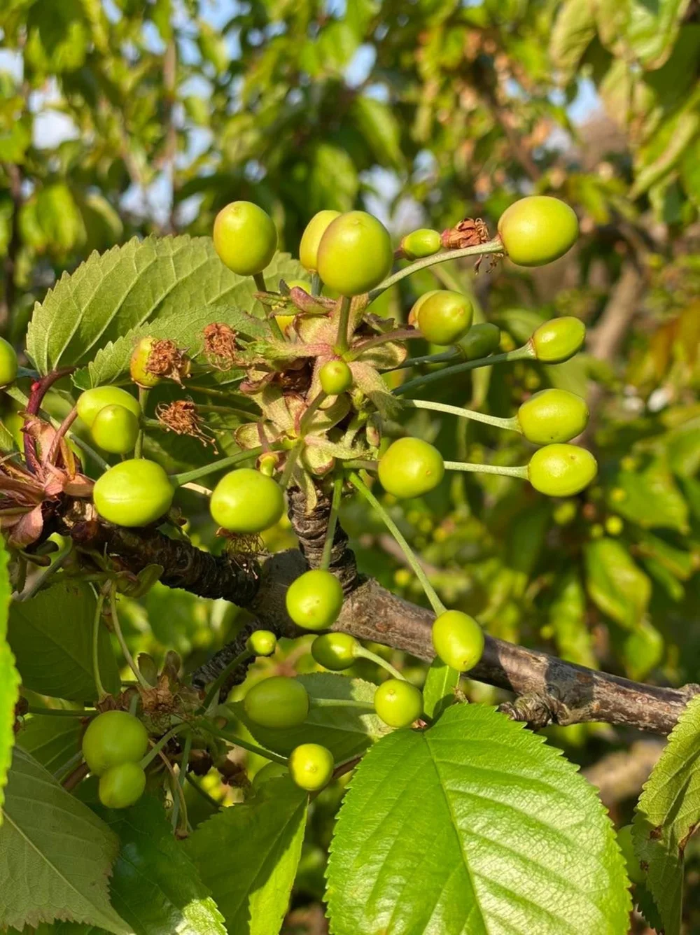 Growth Stages — North Motton Cherries