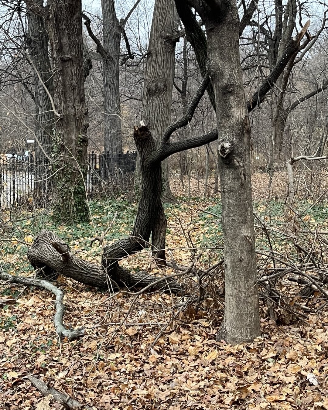 The HISTORY of the GROWTH of HEAVEN — Andrei Codrescu