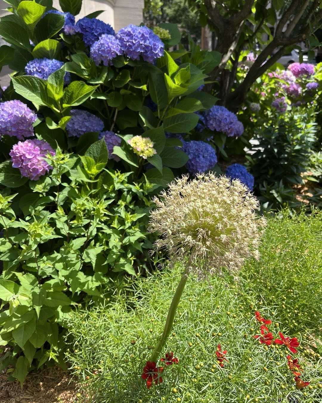 Biography — Andrei Codrescu