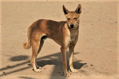 Are Sinhala Hound Noisy