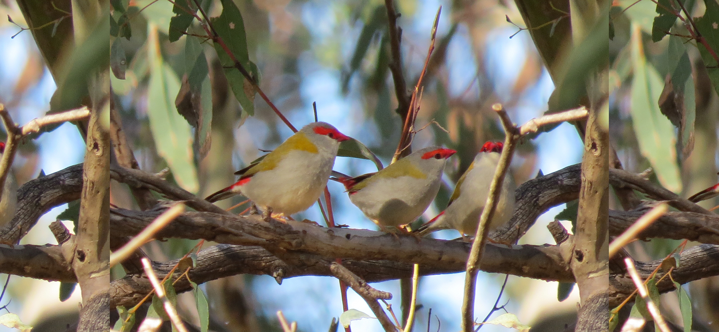 Sydney Bird Club