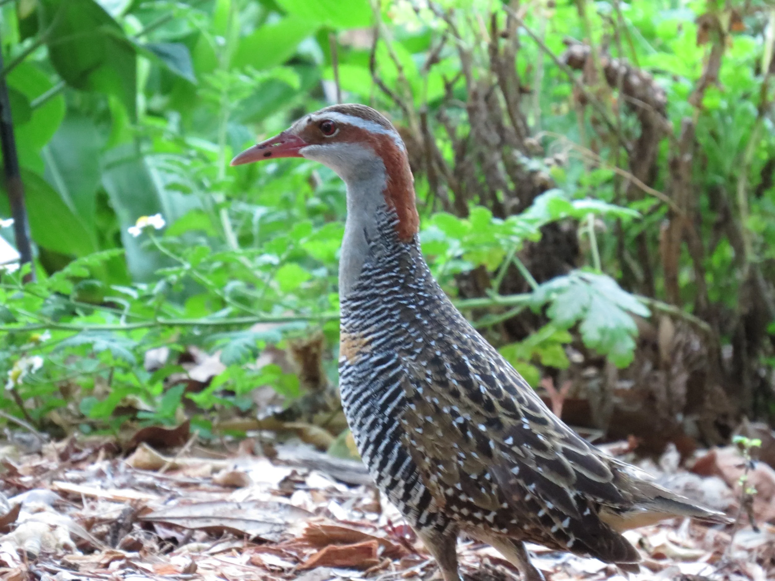 Birdwatching in The Royal Botanic Gardens — Sydney Bird Club