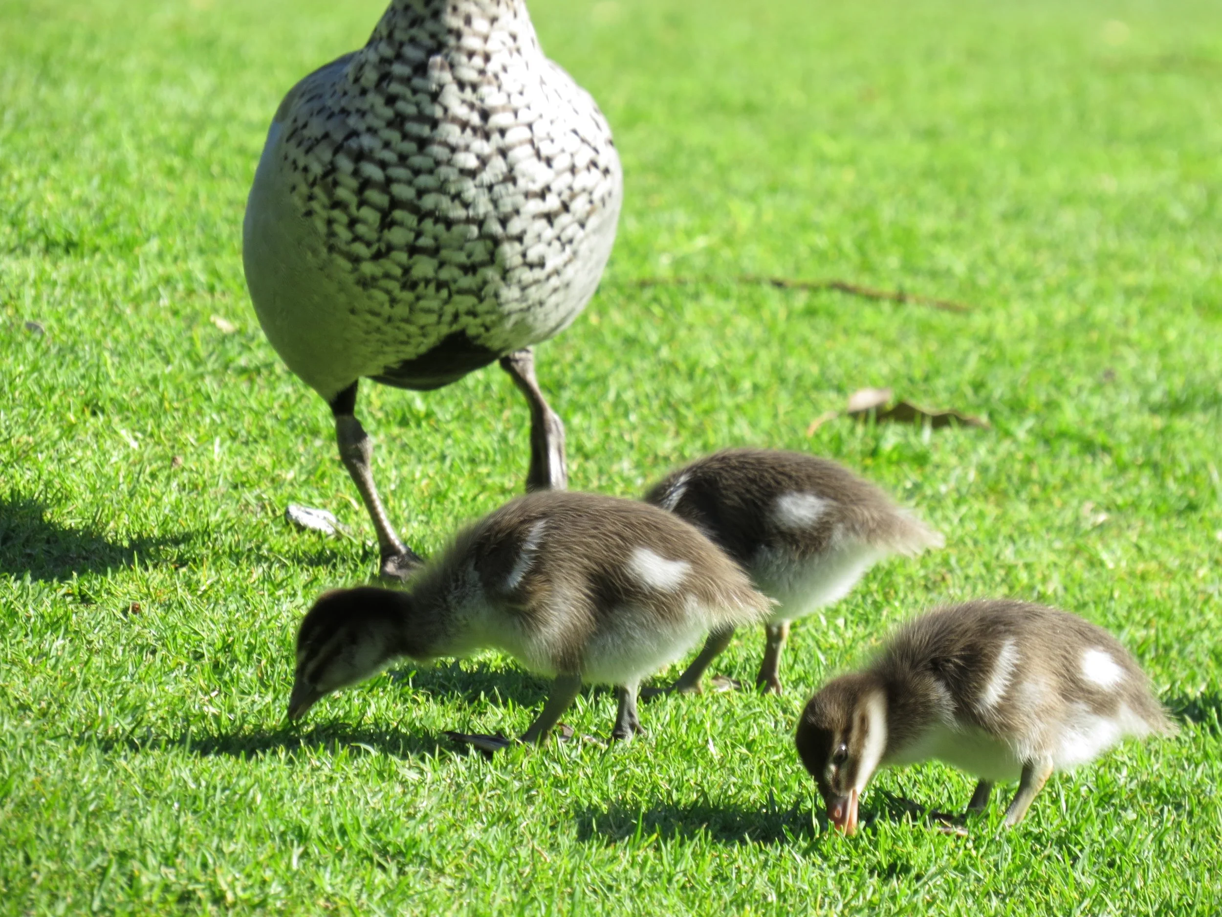 Birdwatching in The Royal Botanic Gardens — Sydney Bird Club