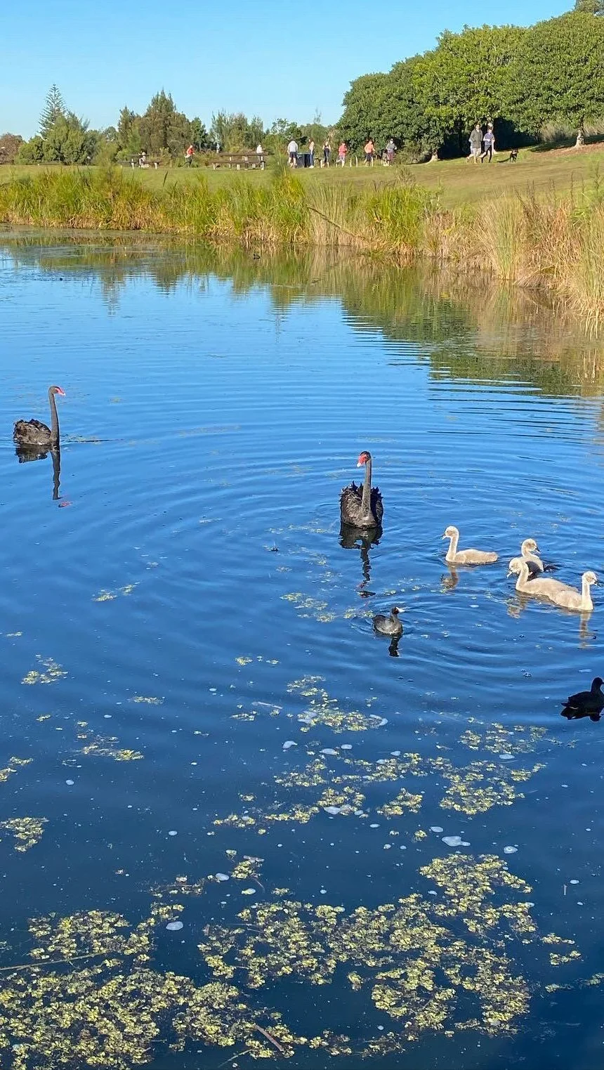 Sydney Bird Club About Us — Sydney Bird Club