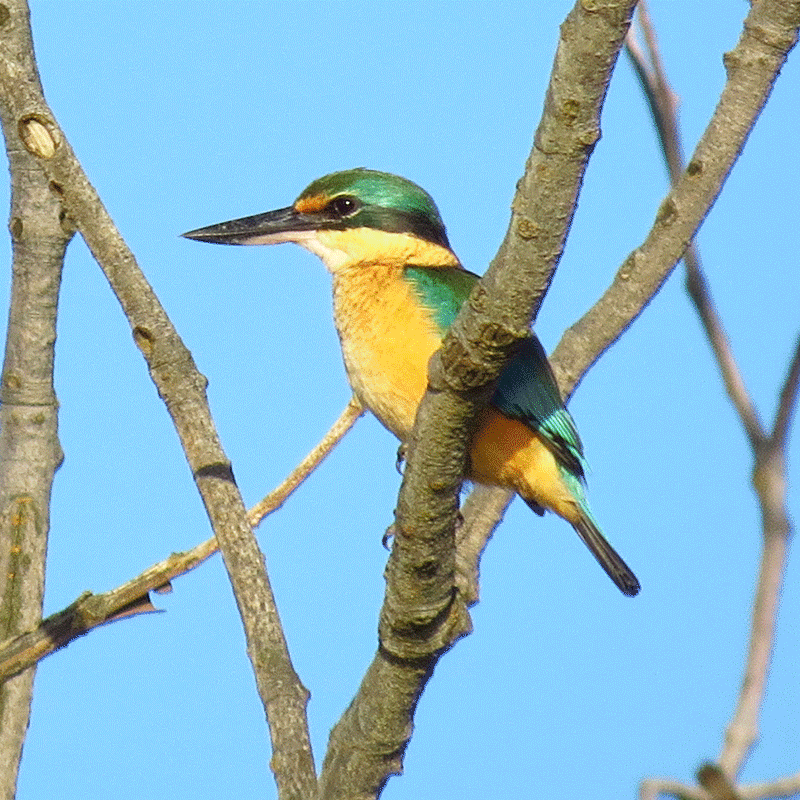 Sydney Bird Club