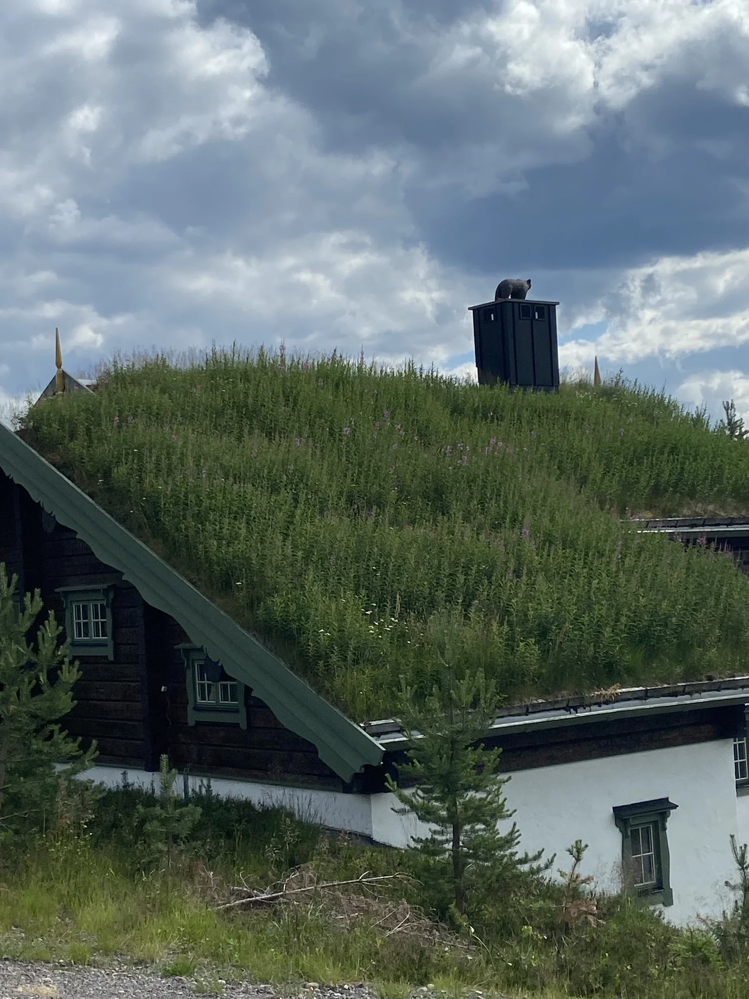 Grästak på fritids- och bostadshus — Nittedals Taktorv®
