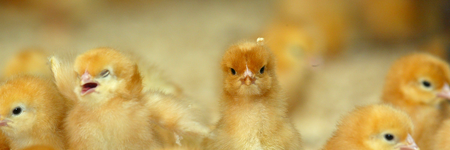 Wynnstay Humphrey Feeds & Pullets | Advancing Poultry Performance